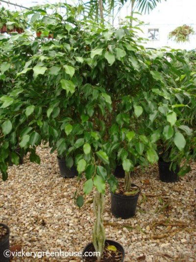 Ficus Benjamina Braid – Vickery Wholesale Greenhouse