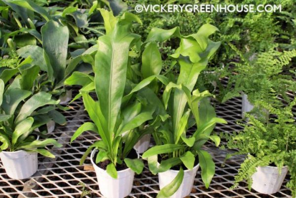Green Flame Fern – Vickery Wholesale Greenhouse