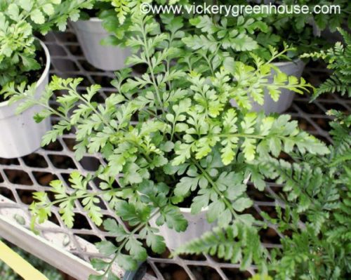 Austral Gem Fern – Vickery Wholesale Greenhouse