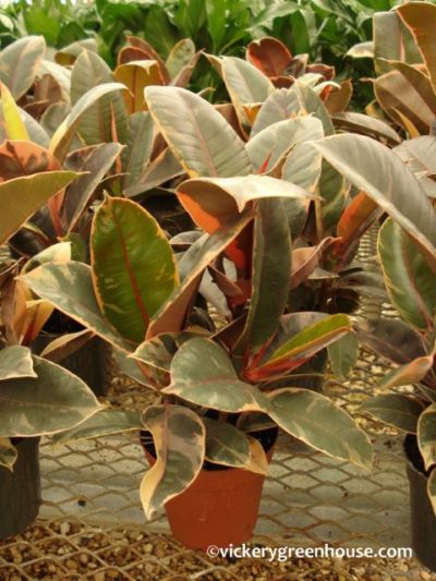 Ruby Rubber – Vickery Wholesale Greenhouse