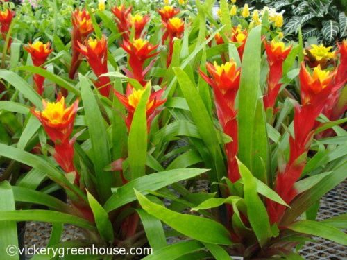 Guzmania Kapoho Fire – Vickery Wholesale Greenhouse